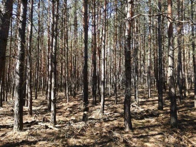 Vojenské lesy Záhorie - okruh od Kamenného Mlyna (Plavecký Štvrtok ...