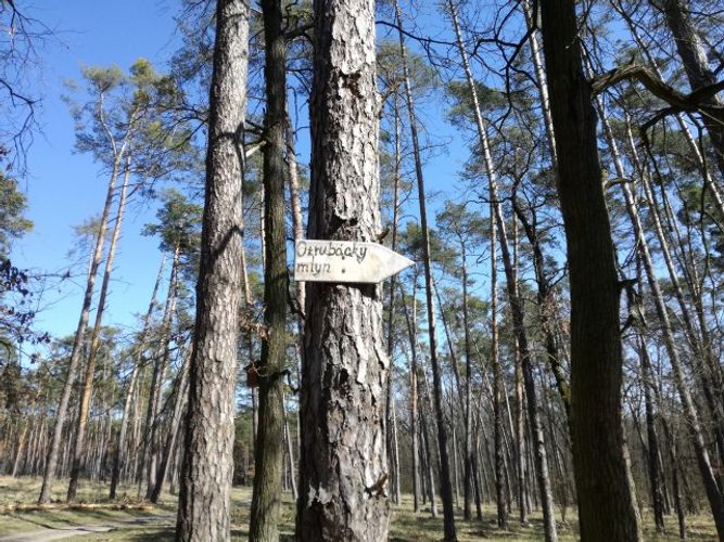 Vojenské lesy Záhorie - okruh od Kamenného Mlyna (Plavecký Štvrtok ...