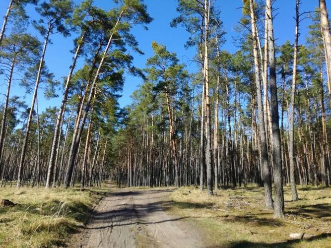 Vojenské lesy Záhorie - okruh od Kamenného Mlyna (Plavecký Štvrtok ...